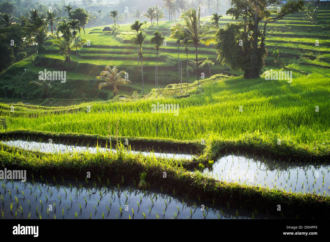 Rice fields, Senaru, Lombok, Indonesia, Southeast Asia, Asia Stock ...