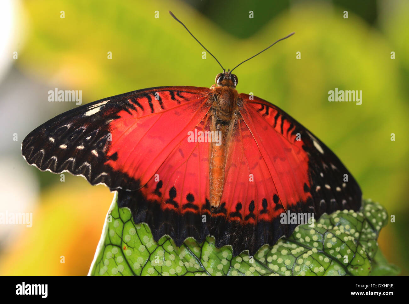 Close-up of the Asian Red Lacewing butterfly (Cethosia biblis), 20 ...