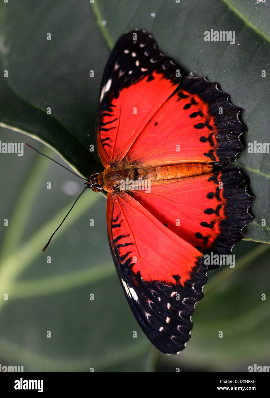 Asian red lacewing hi-res stock photography and images - Alamy
