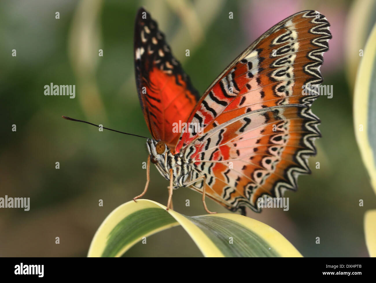 Close-up of the Asian Red Lacewing butterfly (Cethosia biblis), 20 ...