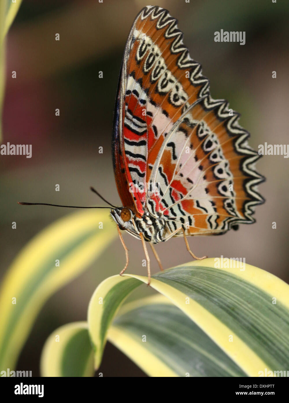 Close-up of the Asian Red Lacewing butterfly (Cethosia biblis), 20 ...