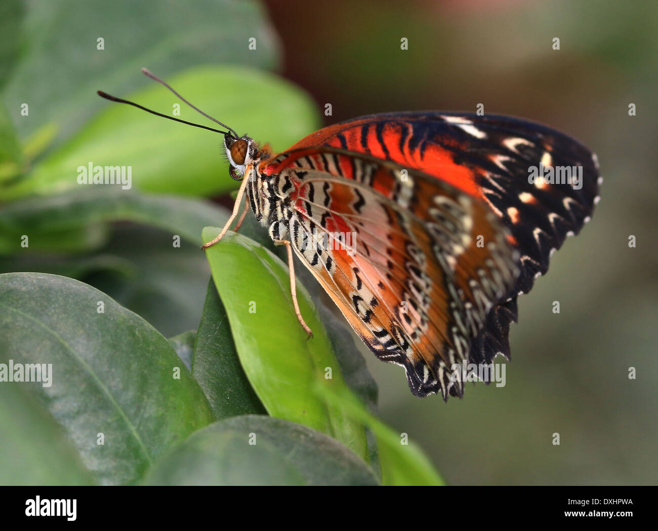 Asian butterfly hi-res stock photography and images - Alamy