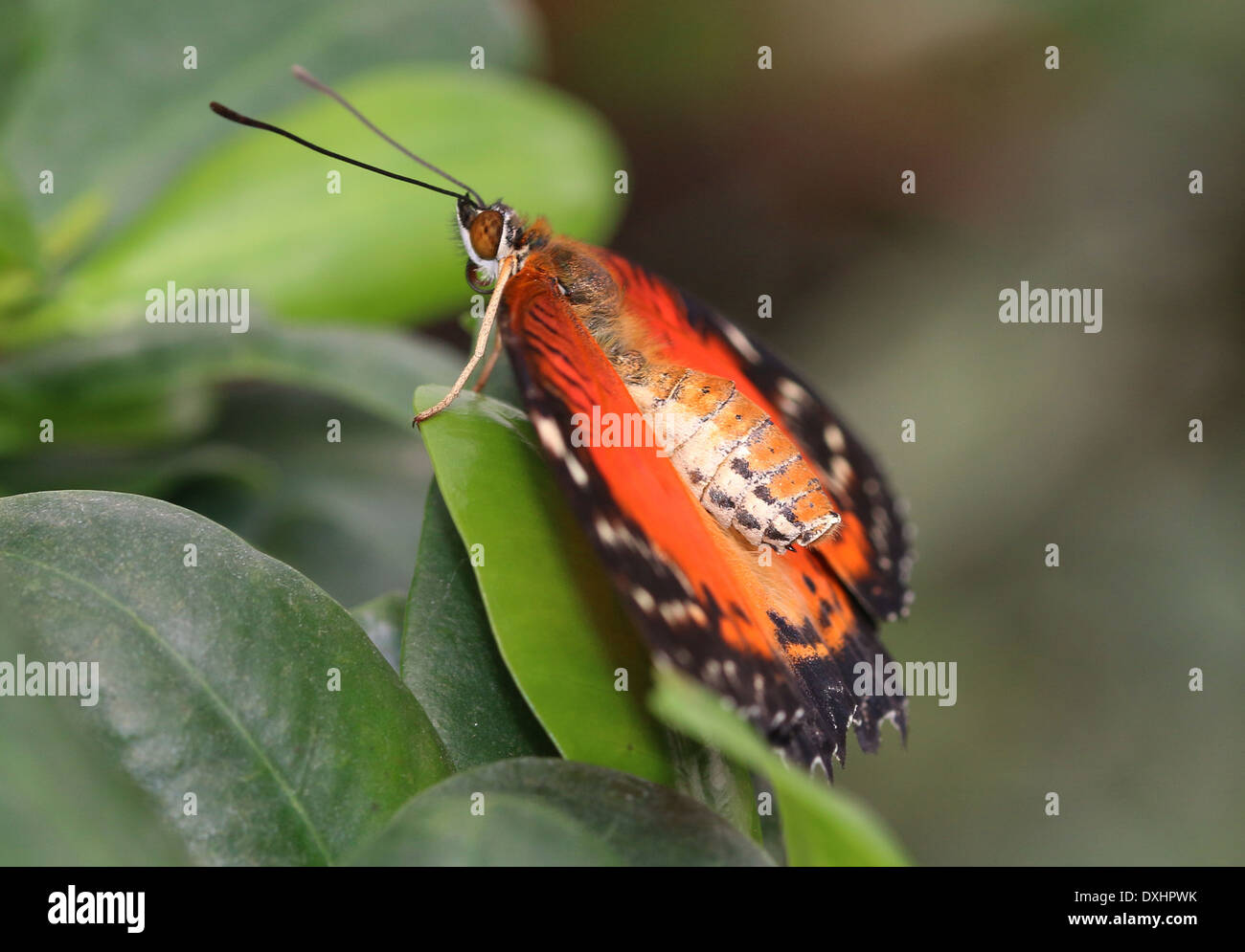Asian red lacewing hi-res stock photography and images - Alamy