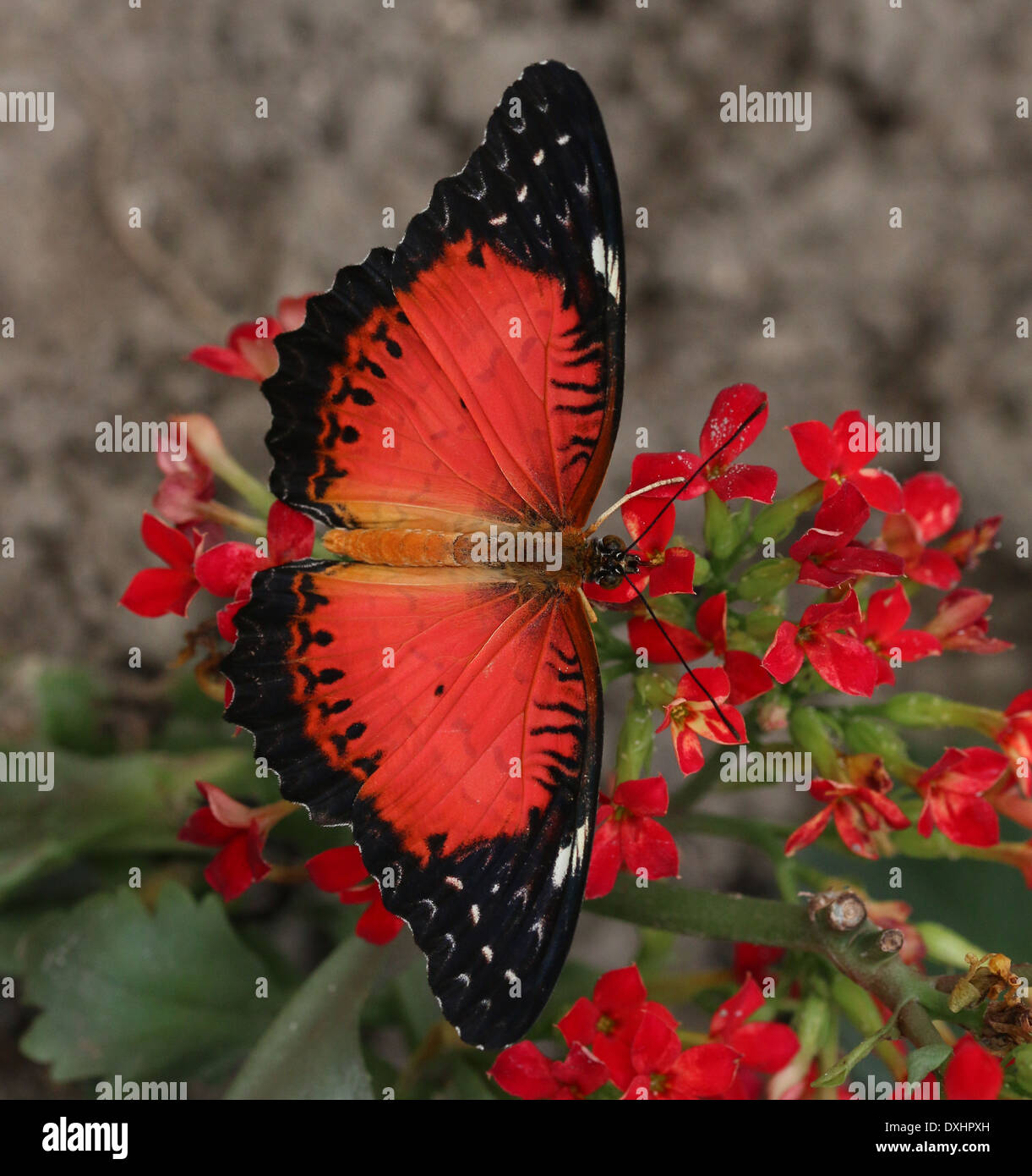 Asian Butterflies