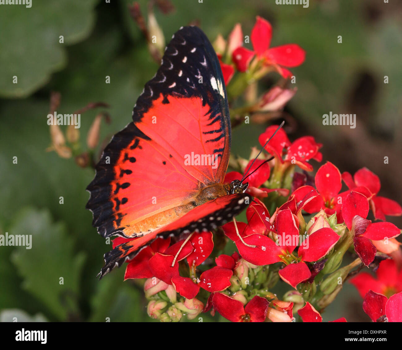 Asian red lacewing hi-res stock photography and images - Alamy