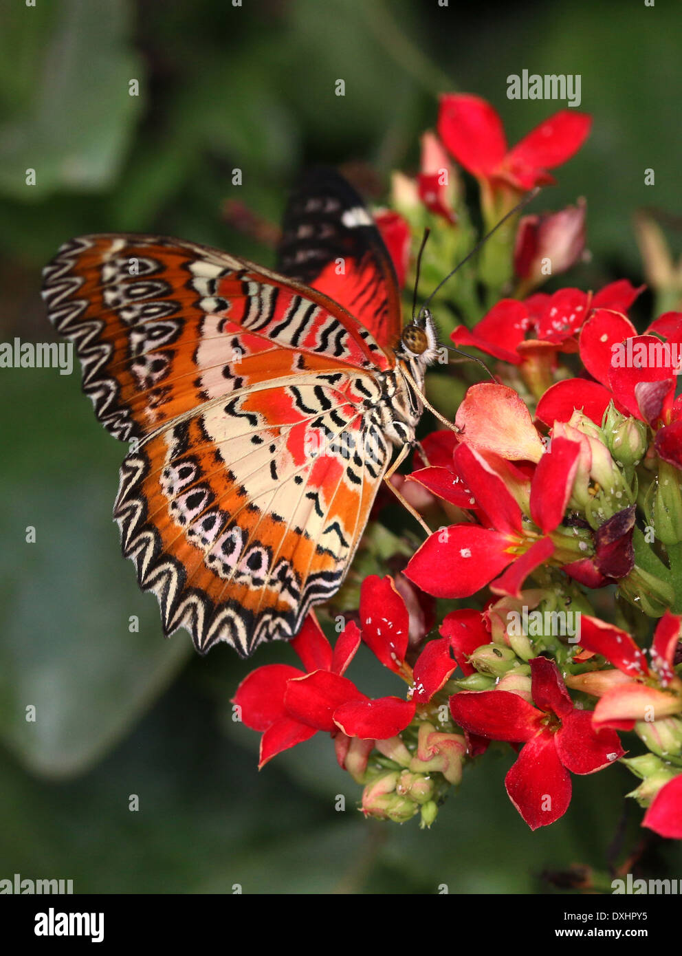 Asian red lacewing hi-res stock photography and images - Alamy
