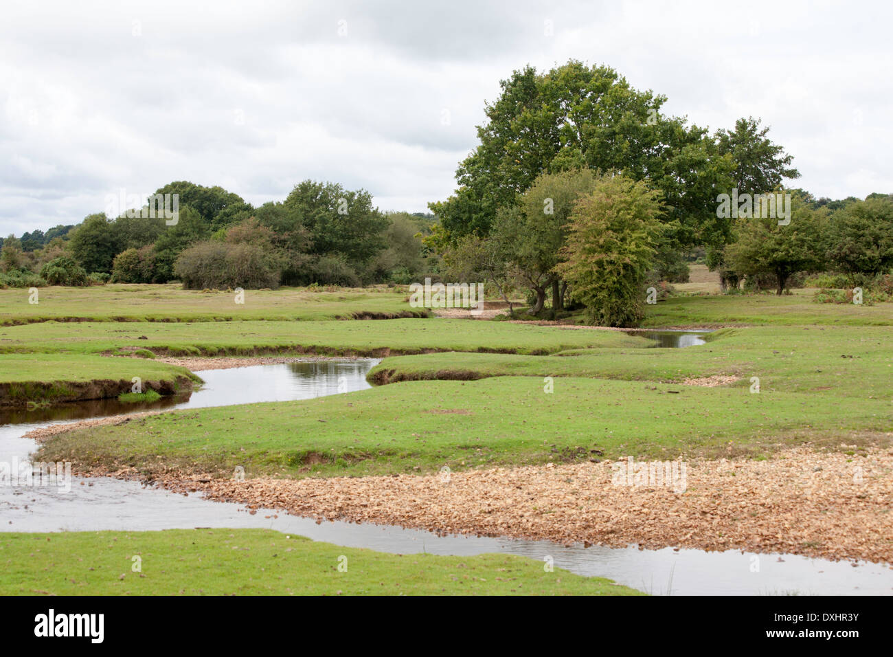 Latchmore Bottom Latchmore Brook Frogham near Fordingbridge New Forest ...
