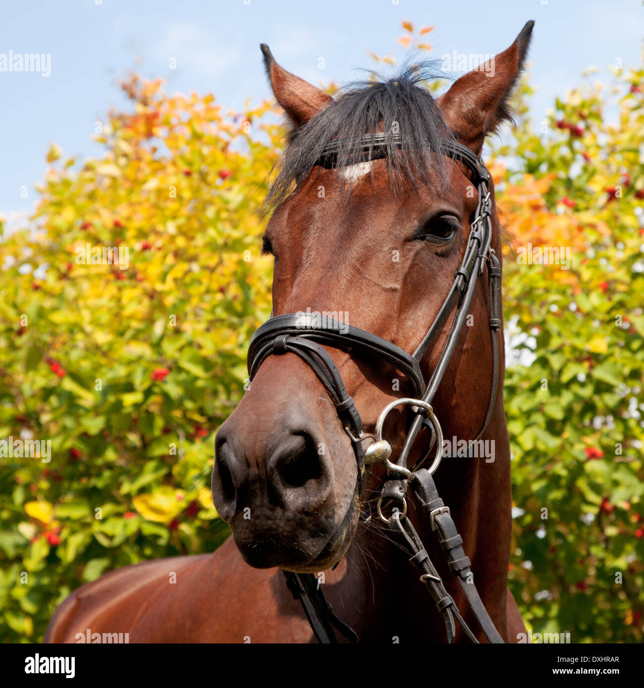 portrait of a horse, autumn trees as background Stock Photo - Alamy