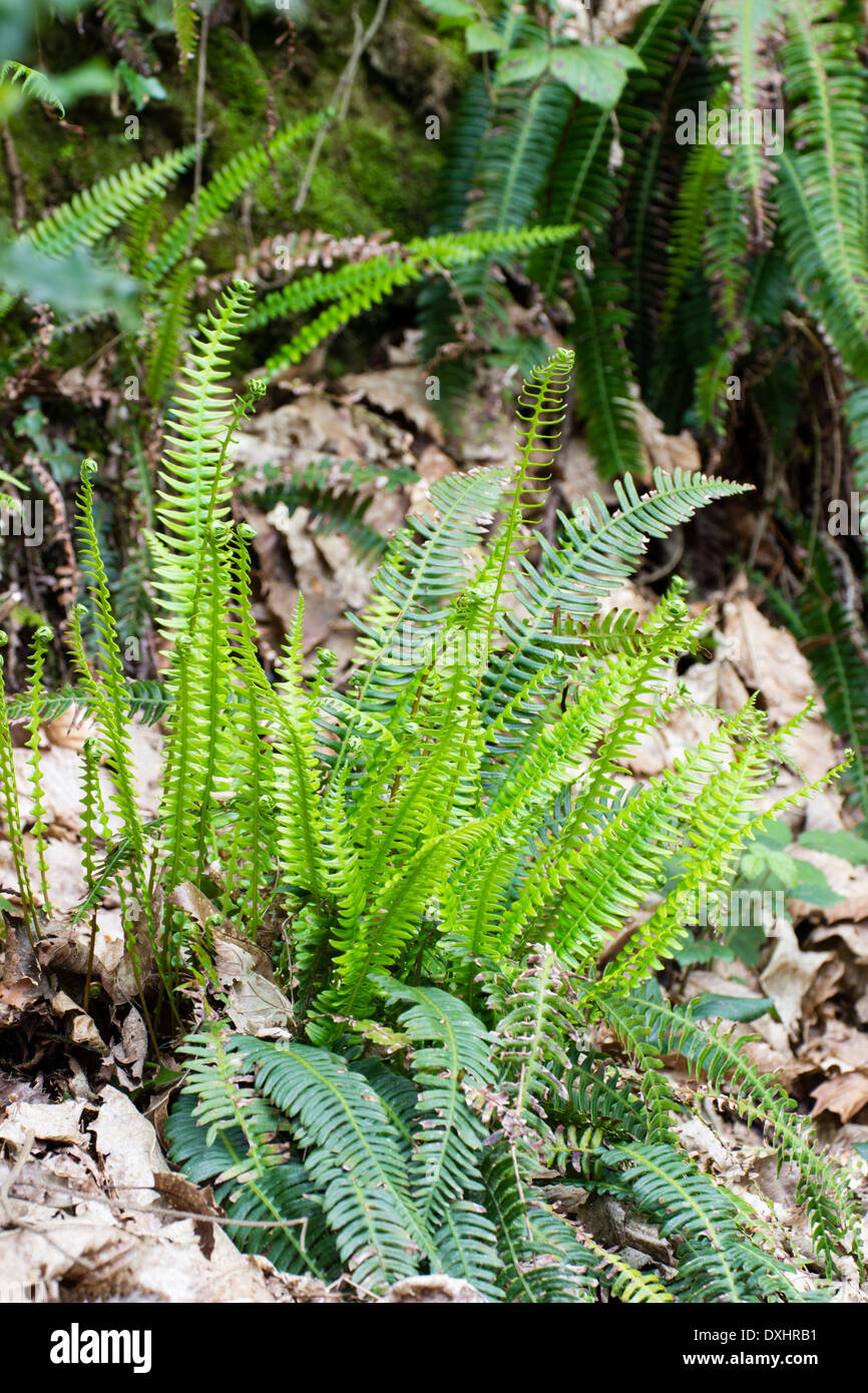 Young infertile fronds of the hard fern, Blechnum spicant Stock Photo ...