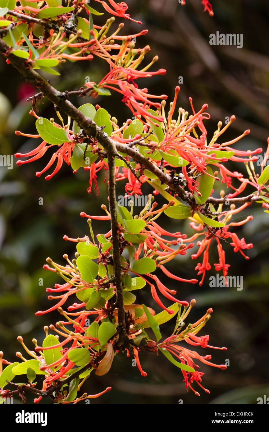 Small evergreen tree hi-res stock photography and images - Alamy