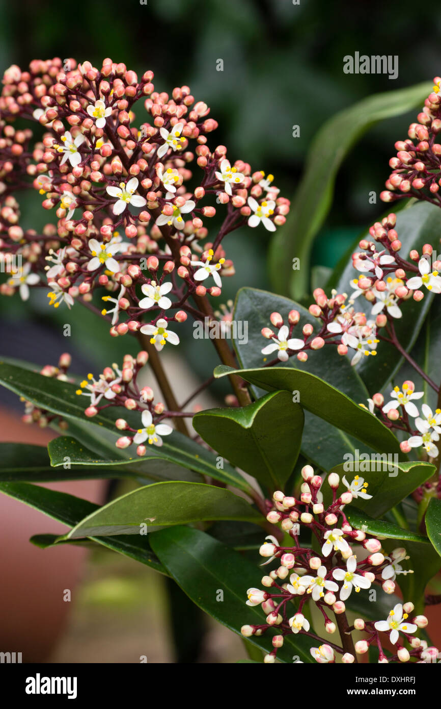 Male flowers of the early spring flowering evergreen shrub, Skimmia ...
