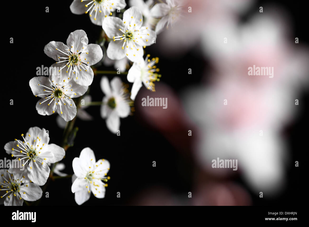 Some spring flowers on a tree branch, on a black background Stock Photo ...
