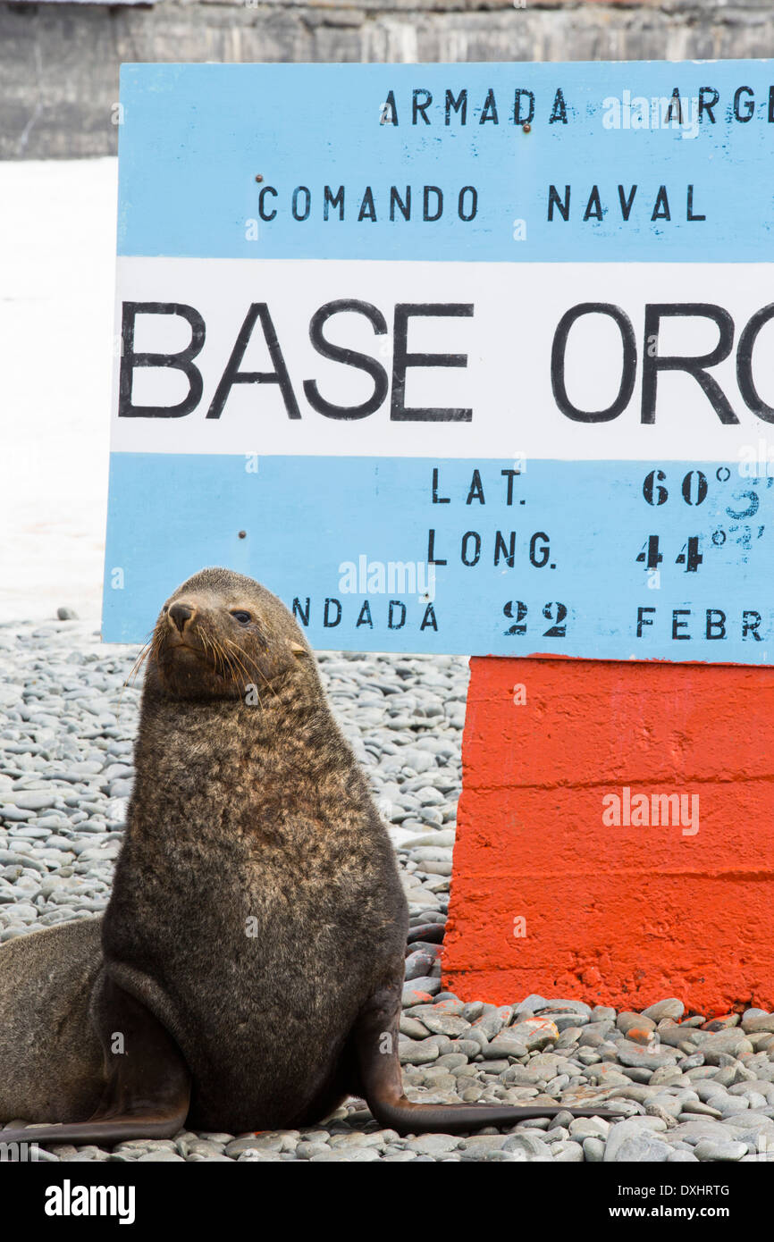 Antarctic Fur Seals at Base Orcadas which is an Argentine scientific ...