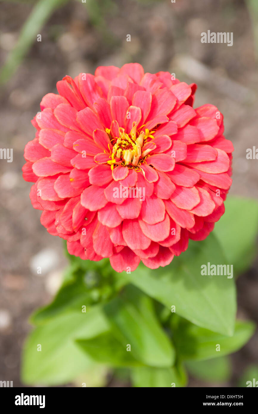 Double bloom hi-res stock photography and images - Alamy