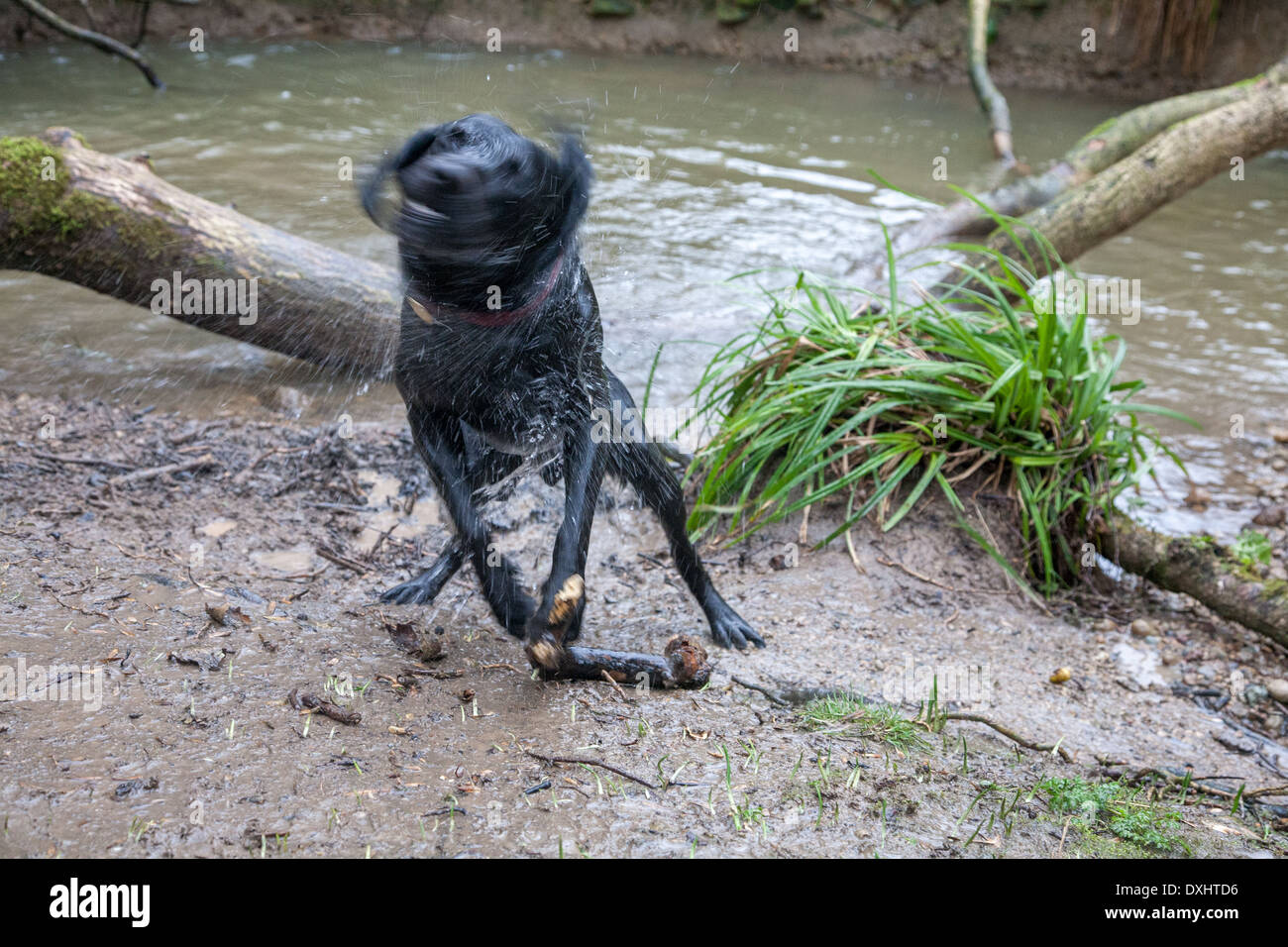 Wet lab hi-res stock photography and images - Alamy