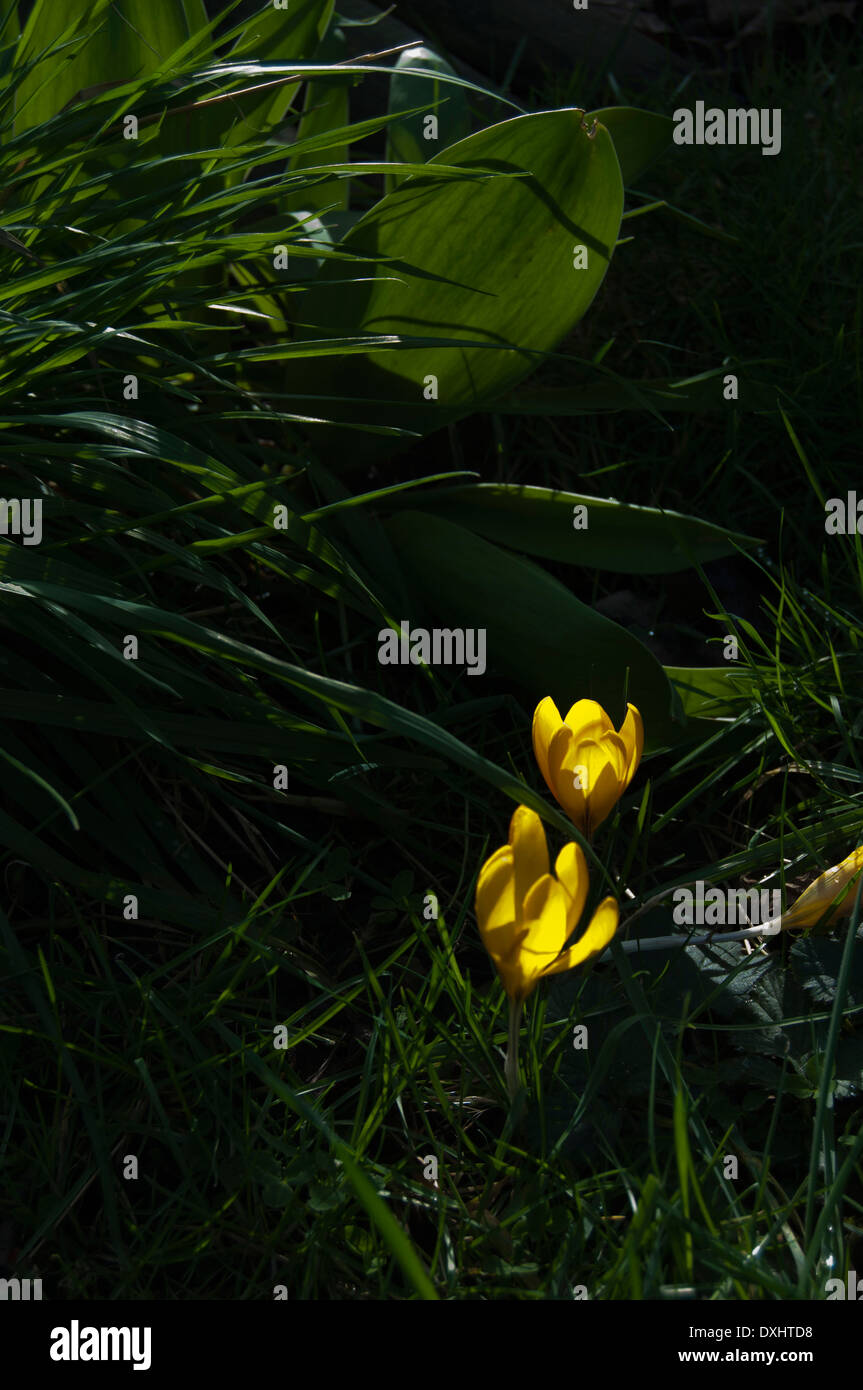 Crocus, Yellow, Spring Flower Stock Photo - Alamy