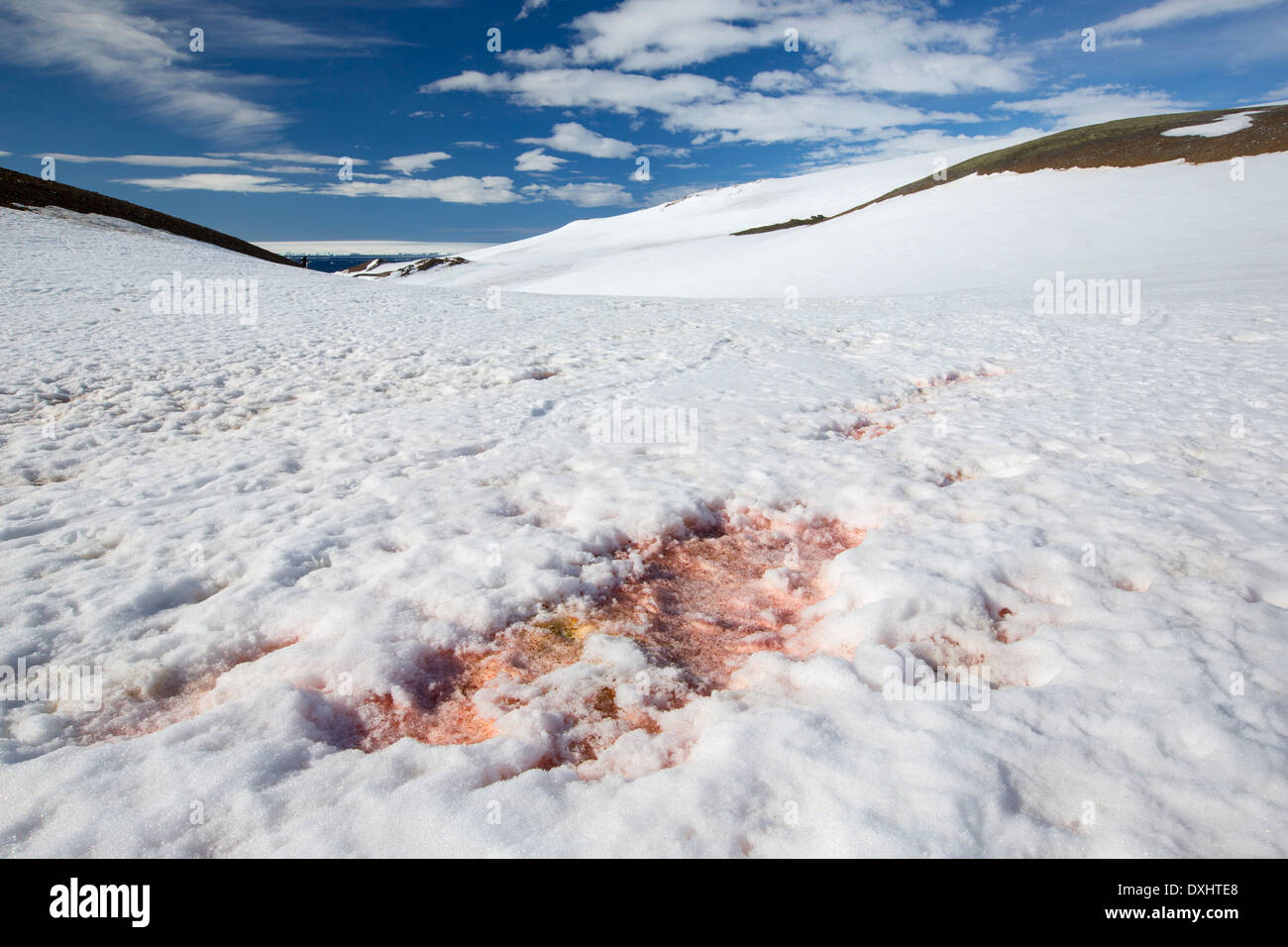 Antarctic Algae High Resolution Stock Photography and Images - Alamy