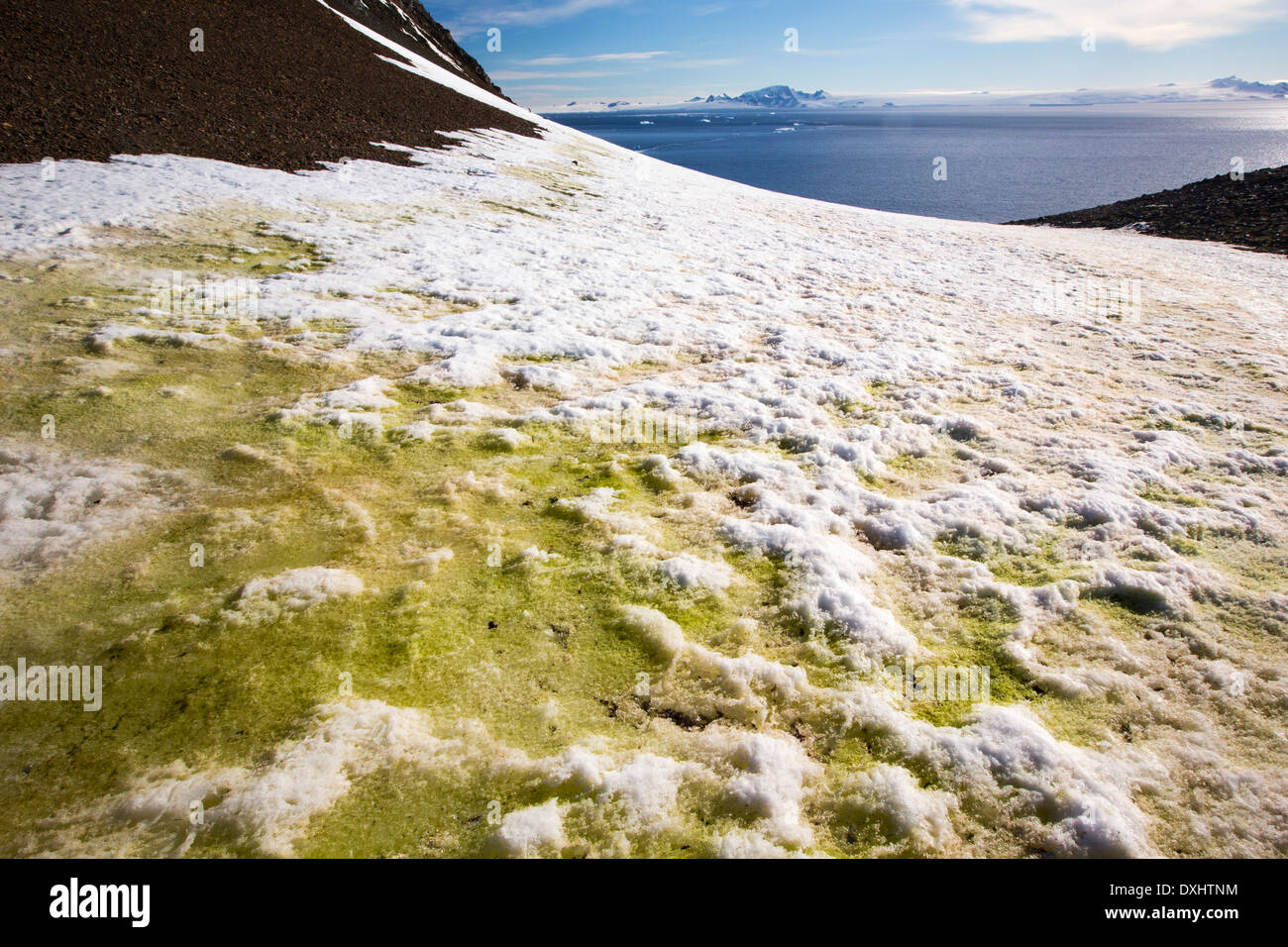 Algae in melting snow on Joinville Island just off the Antarctic ...