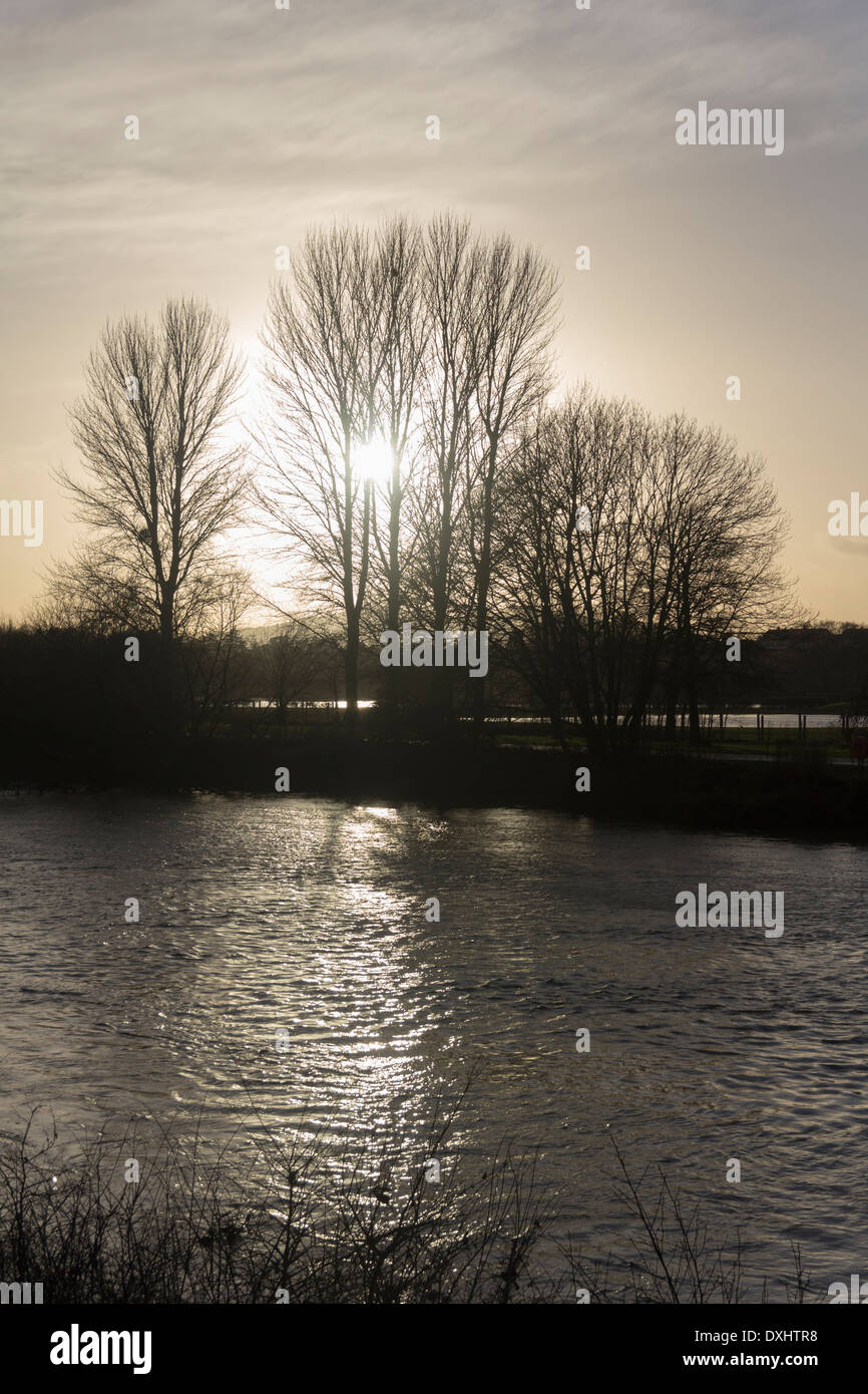 Backlit trees in late afternoon winter sunshine at Chapter Meadows ...