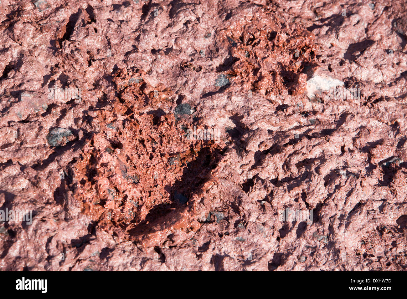 Guano in an Adelie Penguin, Pygoscelis adeliae, colony at Madder Cliffs ...