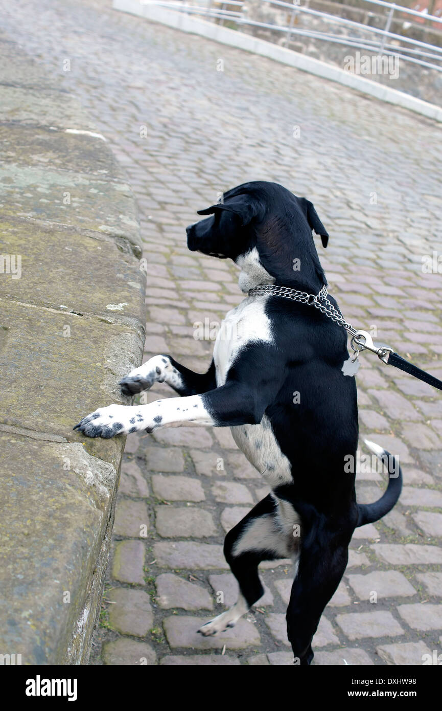 Dog on a leash Stock Photo - Alamy
