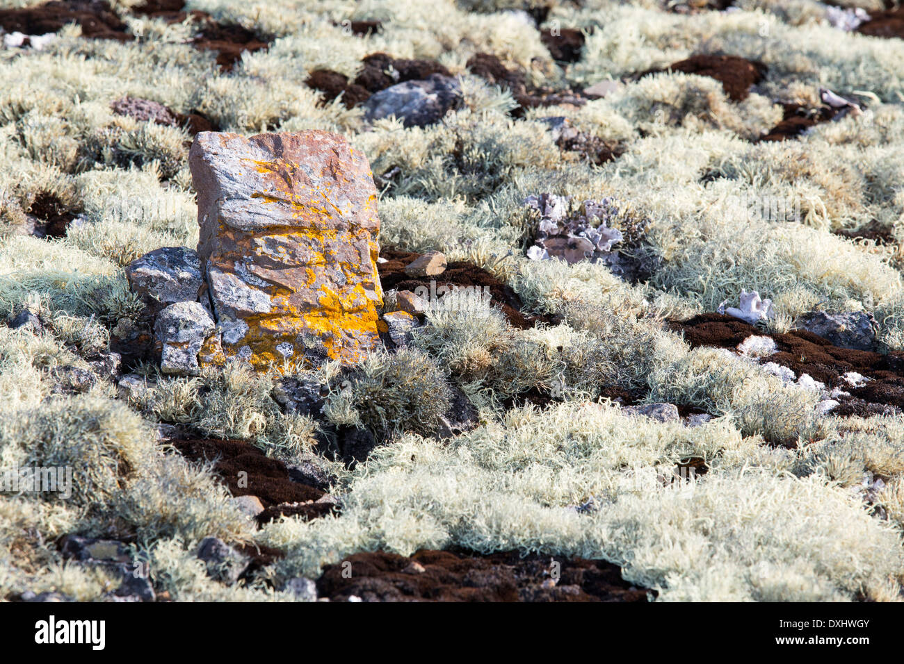 Lichen Antarctica Stock Photos & Lichen Antarctica Stock Images - Alamy