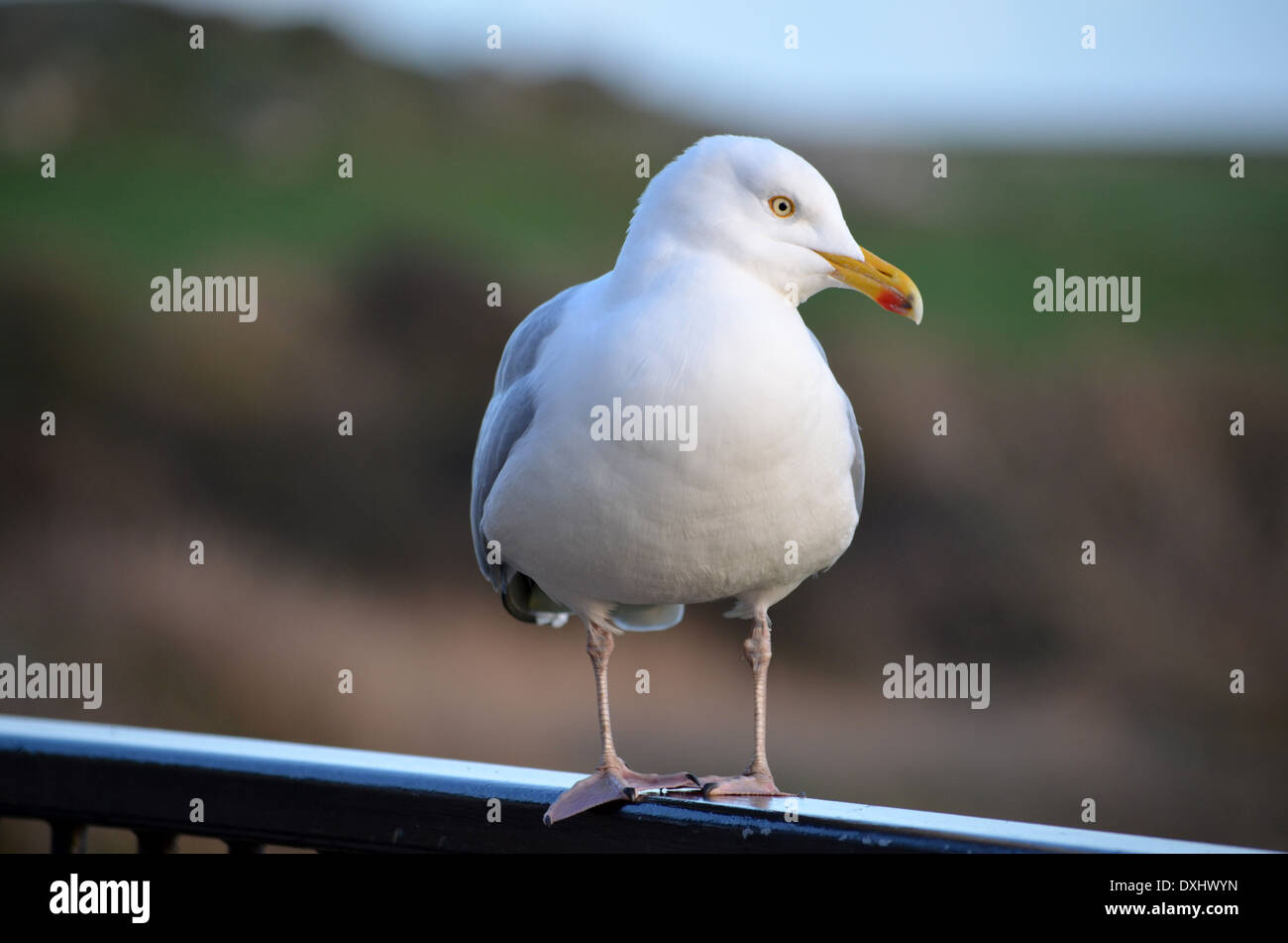 Seagull on the pub railing at the caravan park Stock Photo - Alamy