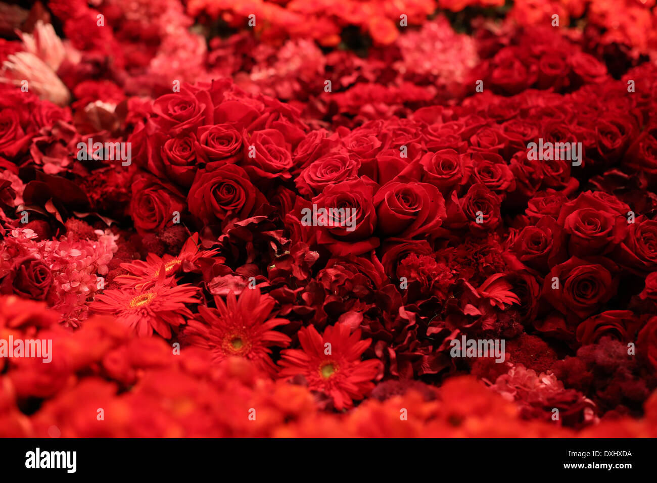 Monochromatic Photography Red