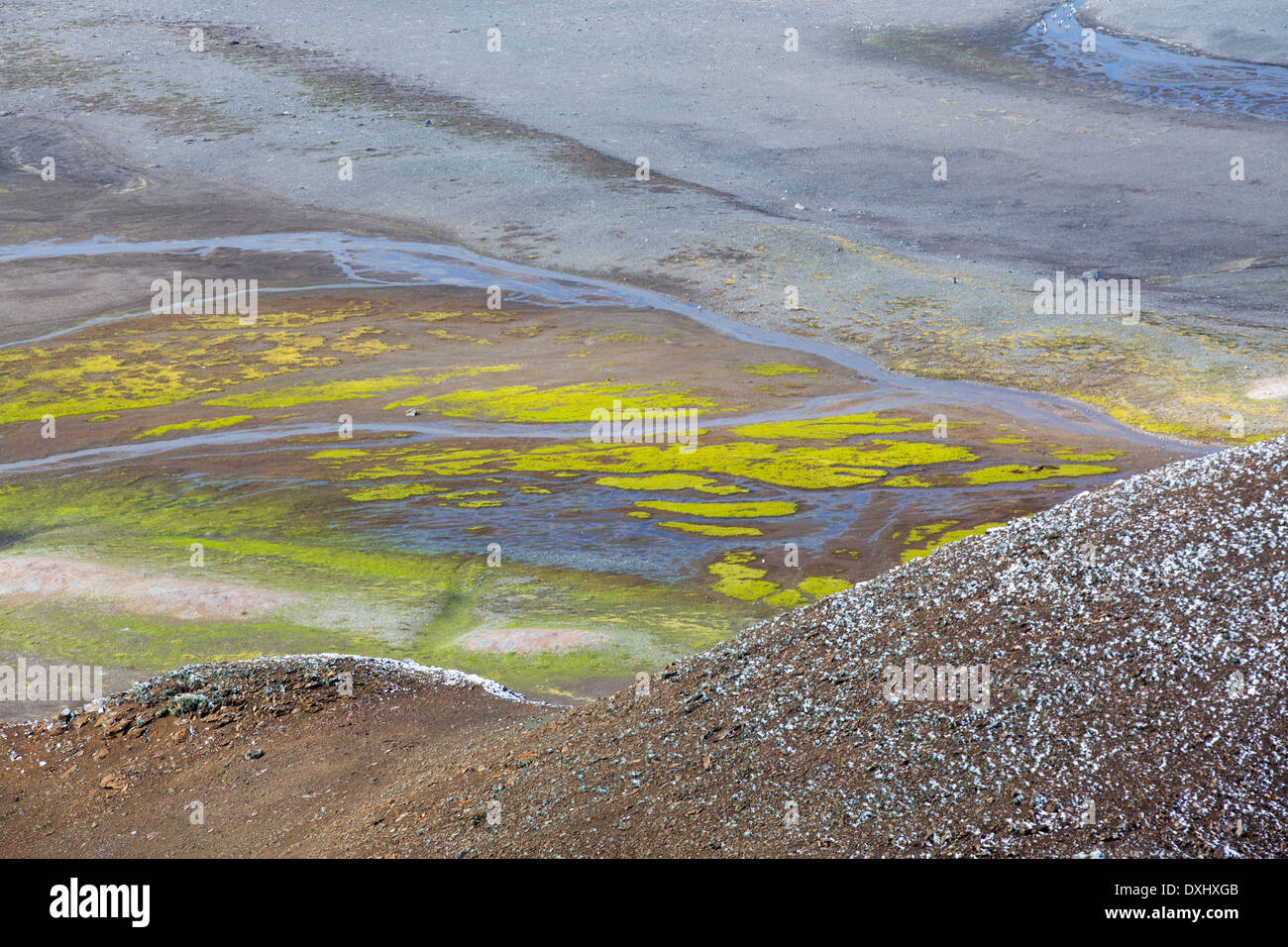 Greenery expanding on Antarctica as the continent warms Stock Photo - Alamy
