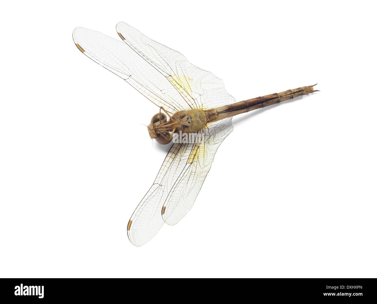 Dead Dragonfly Lying On White Background Stock Photo - Alamy