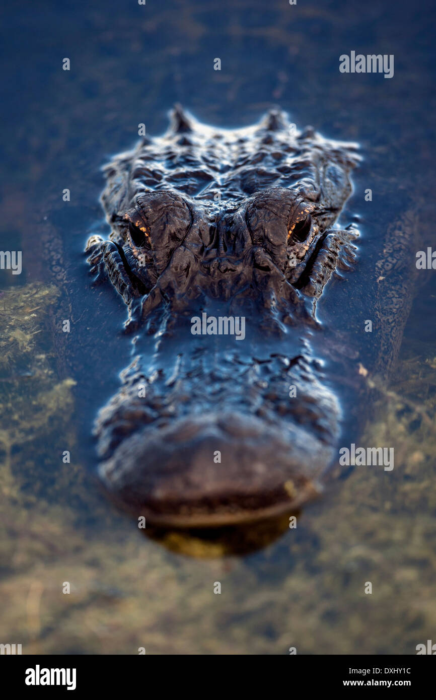 American Alligator - Green Cay Wetlands - Boynton Beach, Florida USA ...