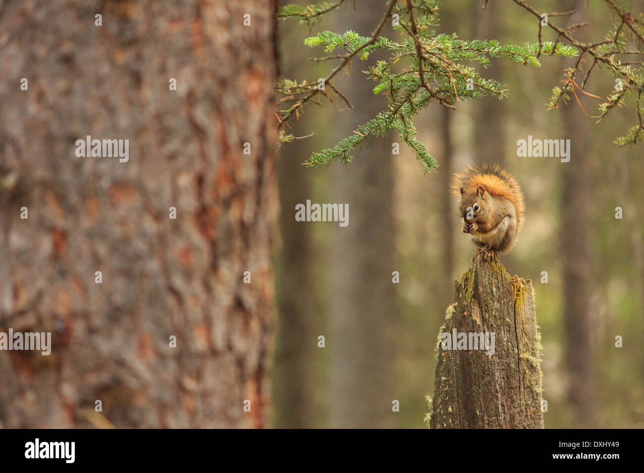 A squirrel eats atop a stump in the forest Stock Photo - Alamy