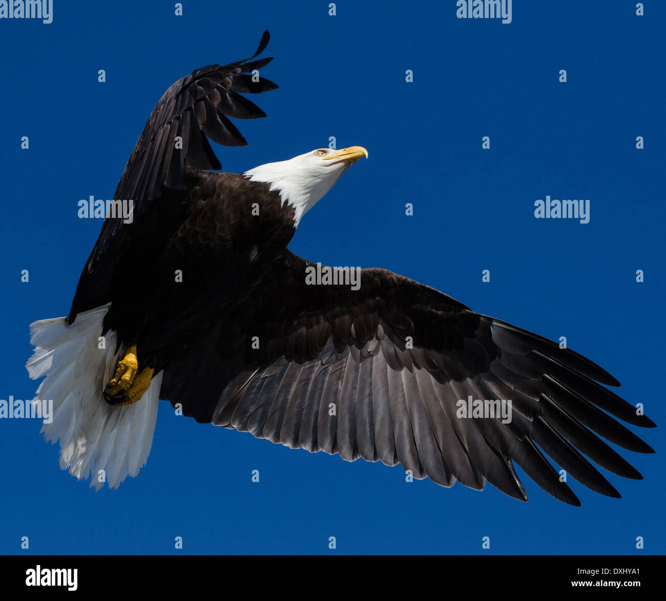 Juneau Alaska Bald Eagle flying blue sky Stock Photo - Alamy