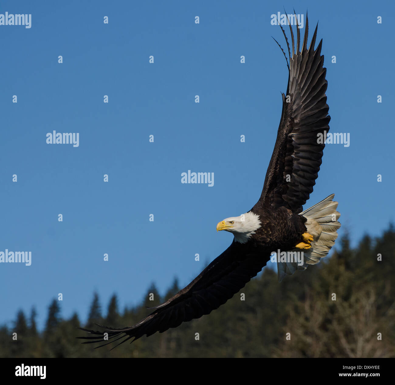 Juneau Alaska Bald Eagle flying Stock Photo - Alamy