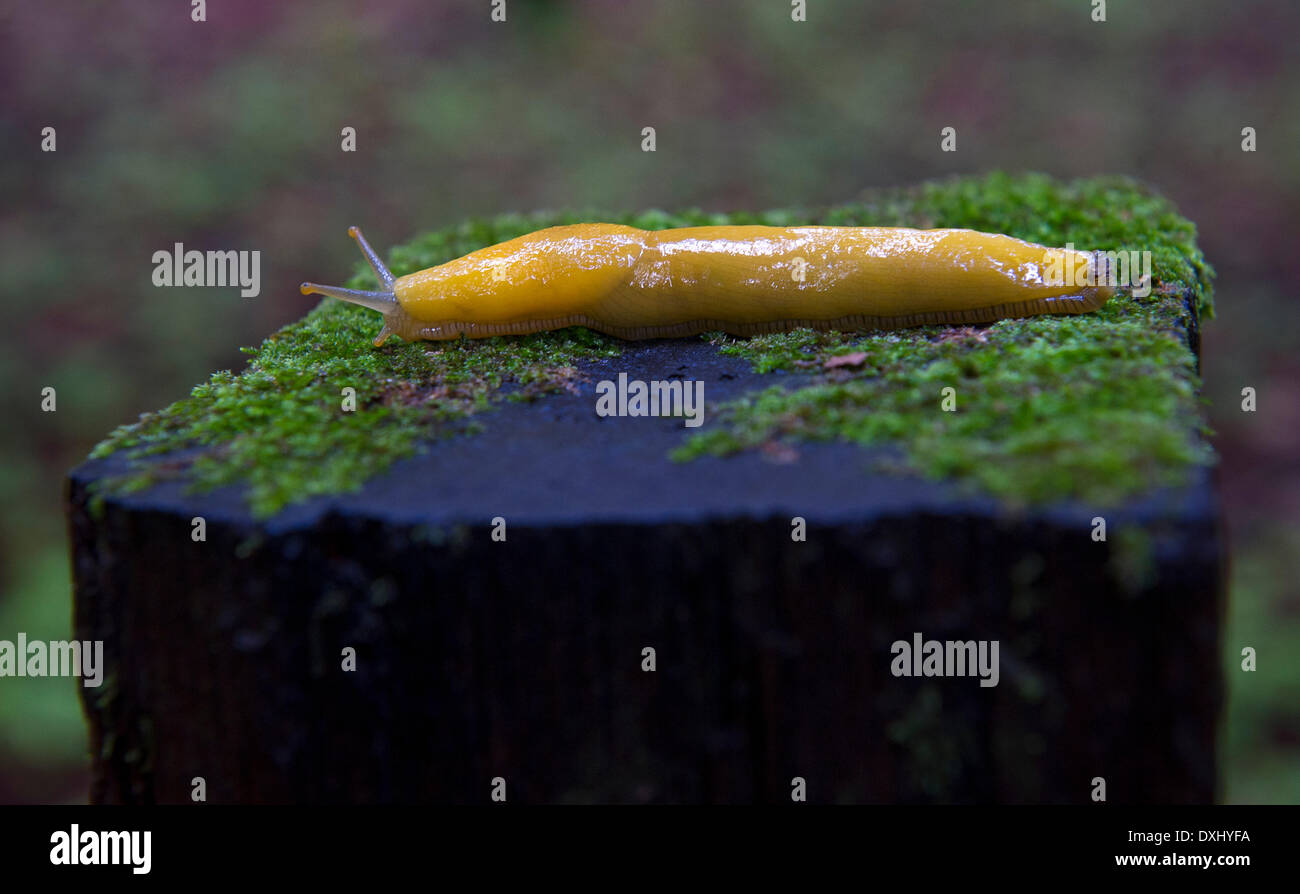 Santa Cruz, California, USA. 26th Mar, 2014. A bright yellow banana ...