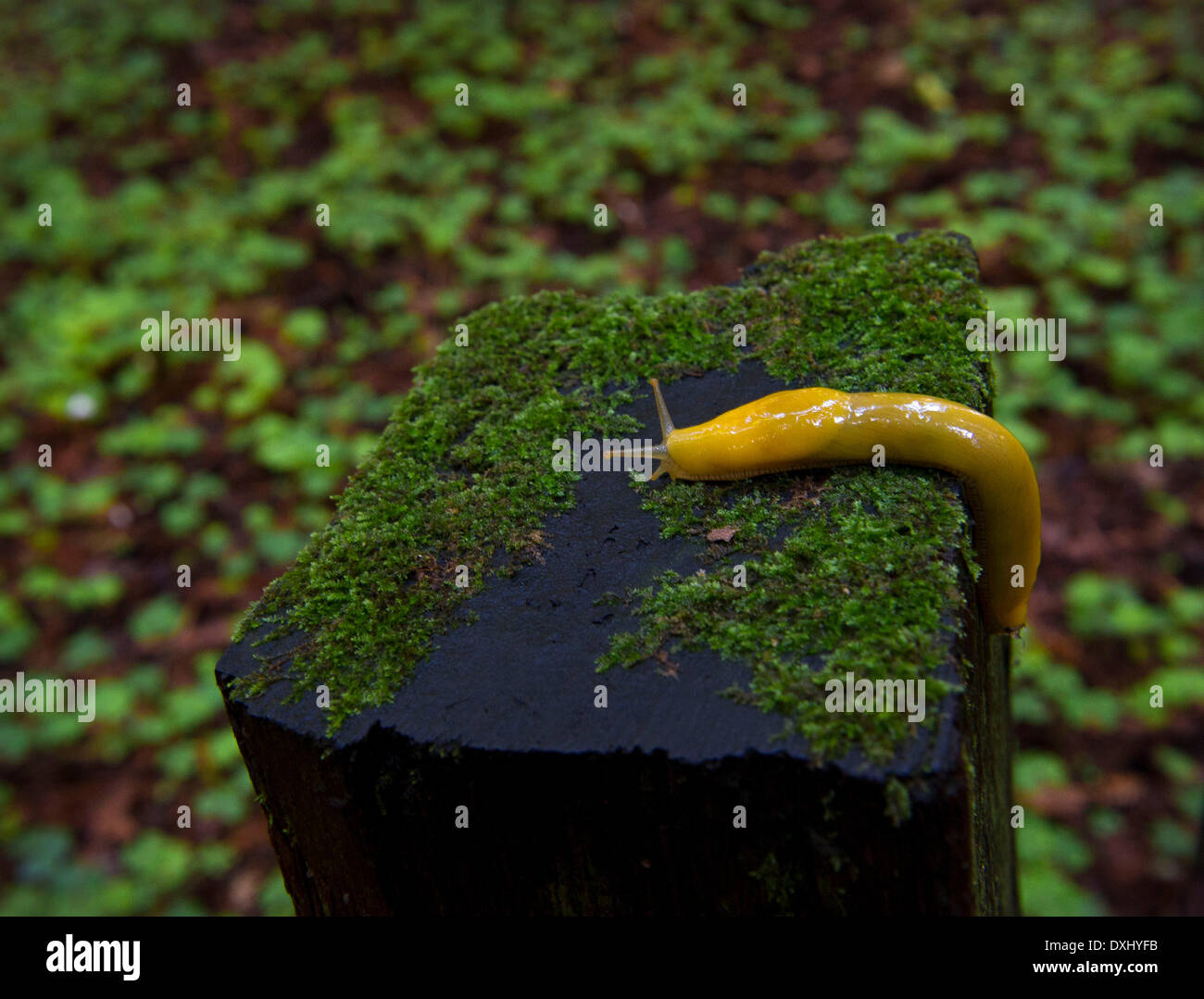 Santa Cruz, California, USA. 26th Mar, 2014. A bright yellow banana ...