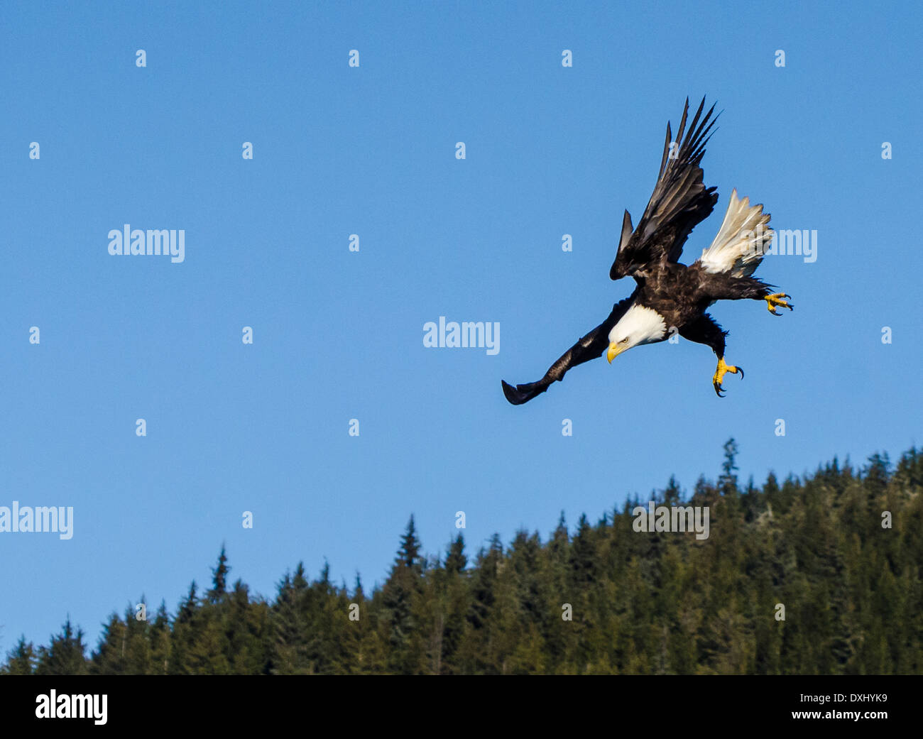 Juneau Alaska Bald Eagle flying fast with talons open Stock Photo - Alamy