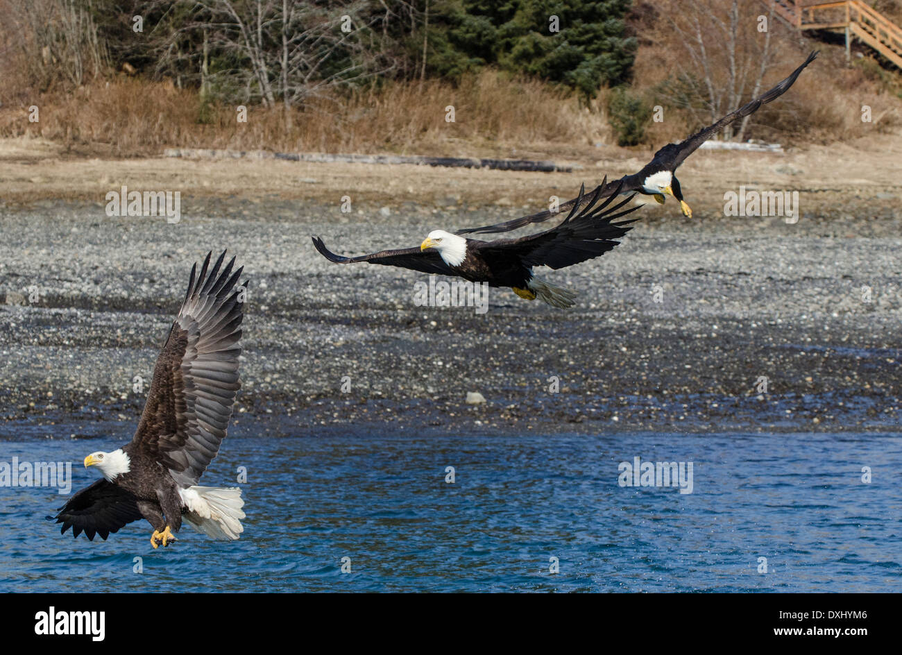 Juneau Alaska Three Bald Eagle flying Stock Photo - Alamy