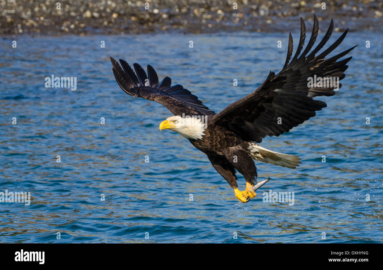Juneau Alaska Bald Eagle above water with fish in talons Stock Photo ...
