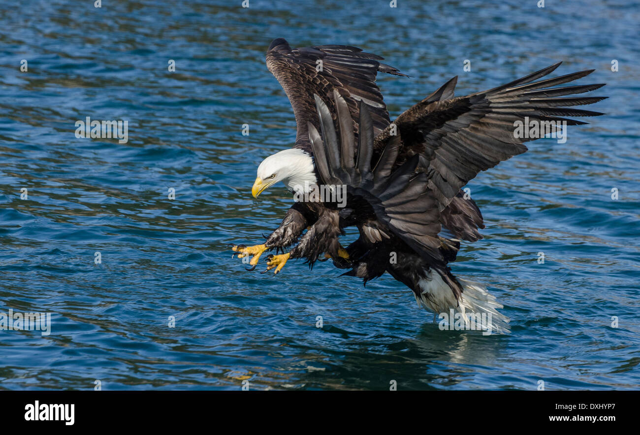 Juneau Alaska Two Bald Eagles swooping above water Stock Photo - Alamy