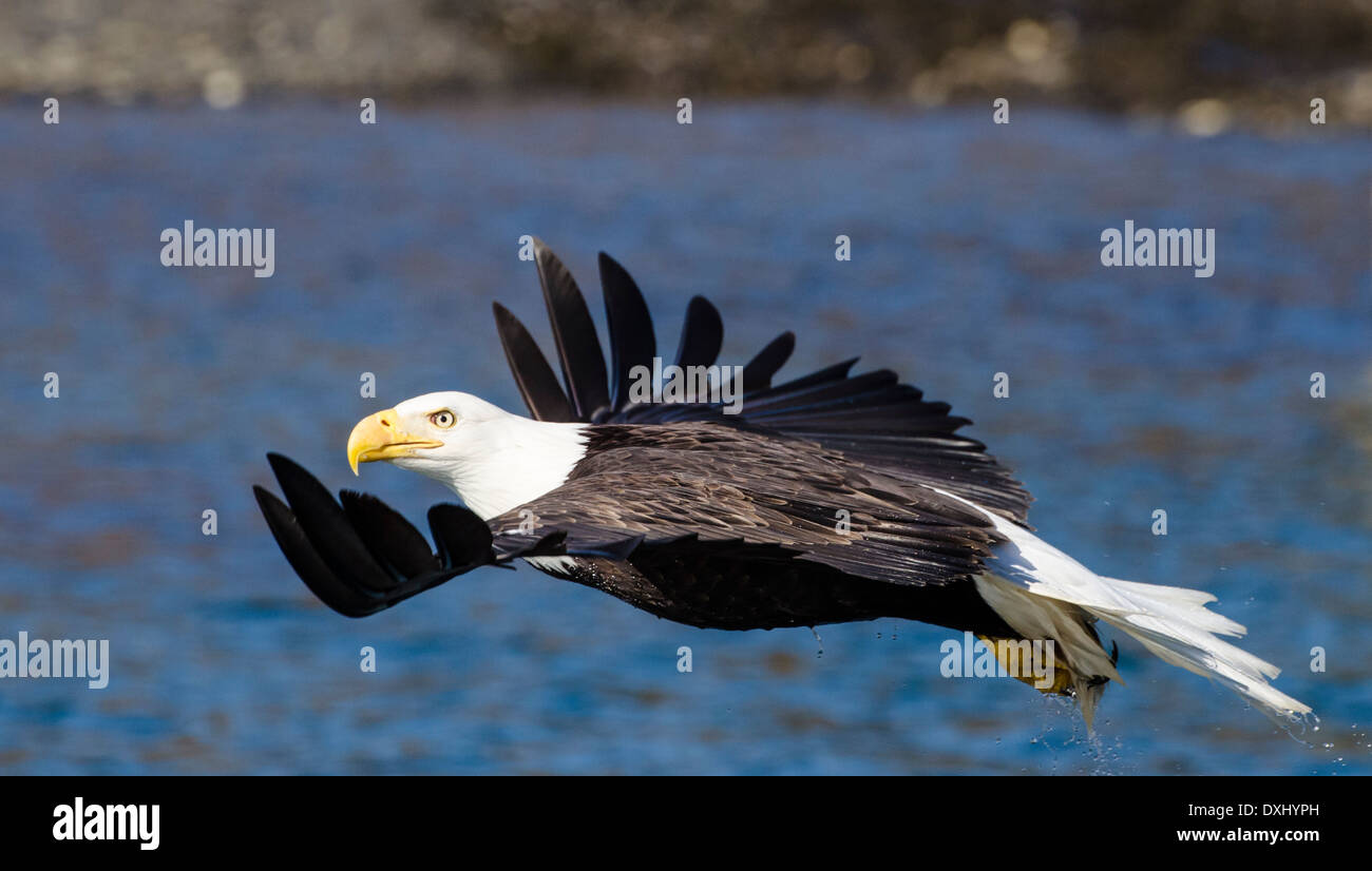 Bald eagle flying hi-res stock photography and images - Alamy