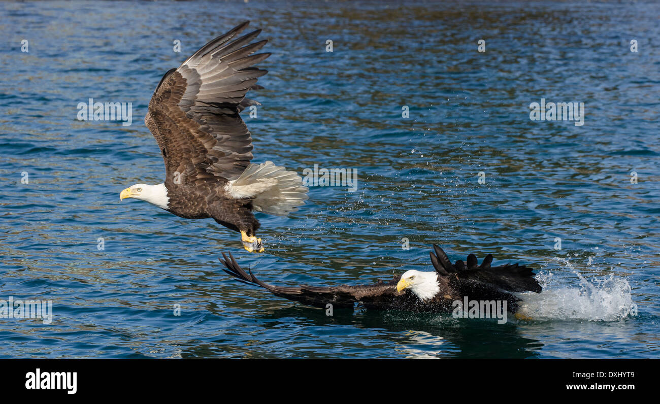 Juneau Alaska two Bald Eagles on water Stock Photo - Alamy