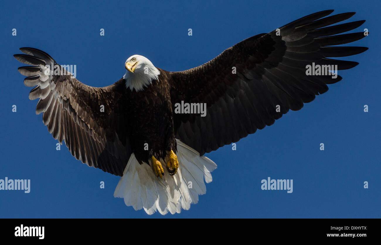 Juneau Alaska Bald Eagle Blue Sky Flying Stock Photo - Alamy