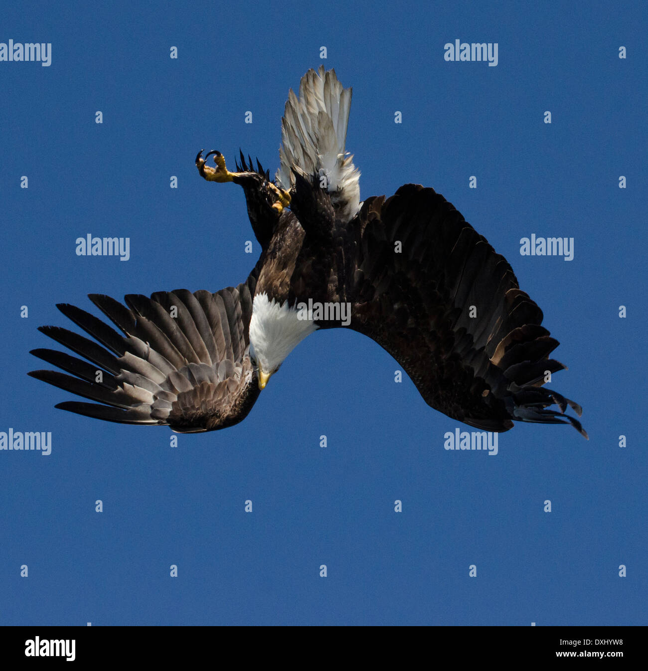 Juneau Alaska Bald Eagle diving downward Stock Photo - Alamy