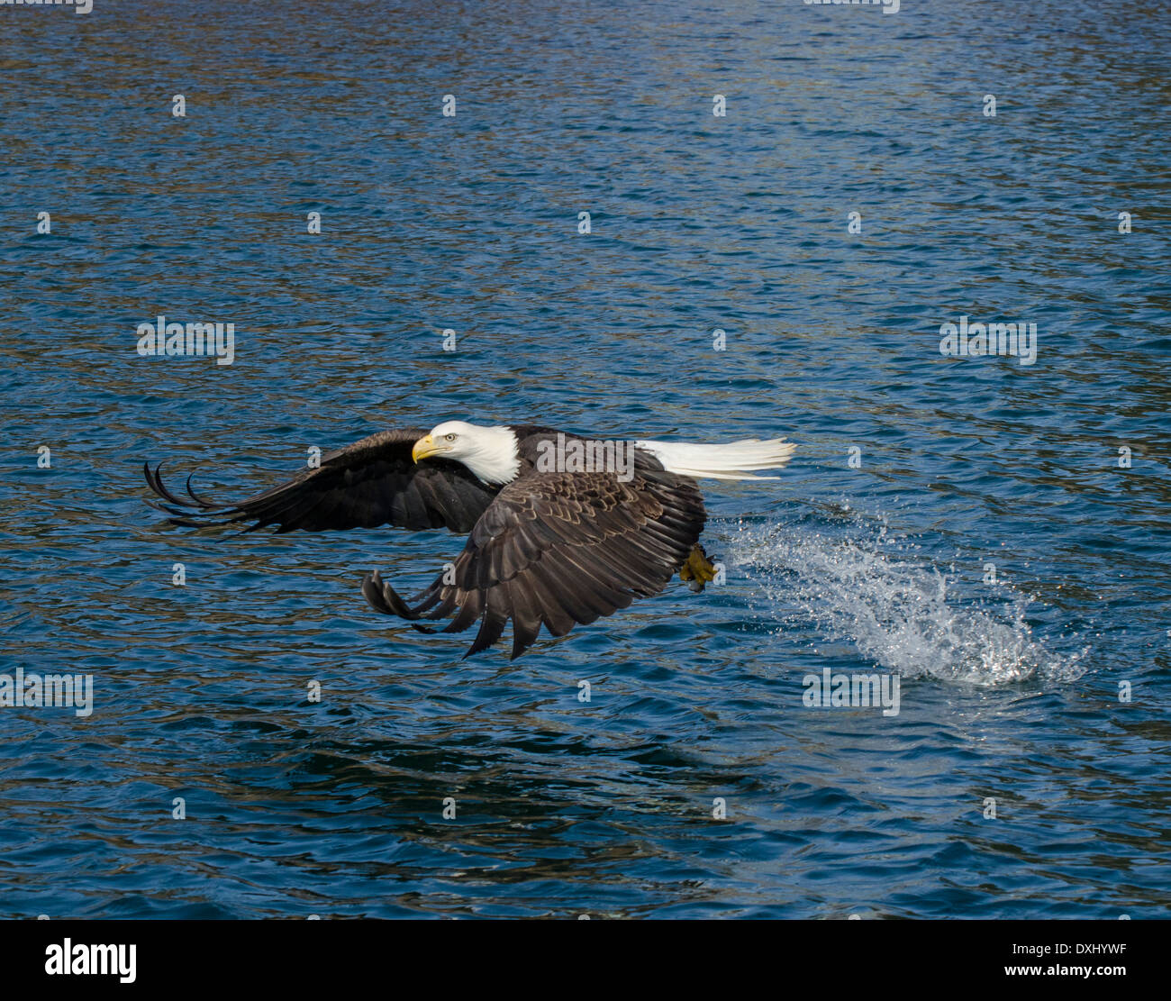 Juneau Alaska Bald Eagle Just swooped Stock Photo - Alamy