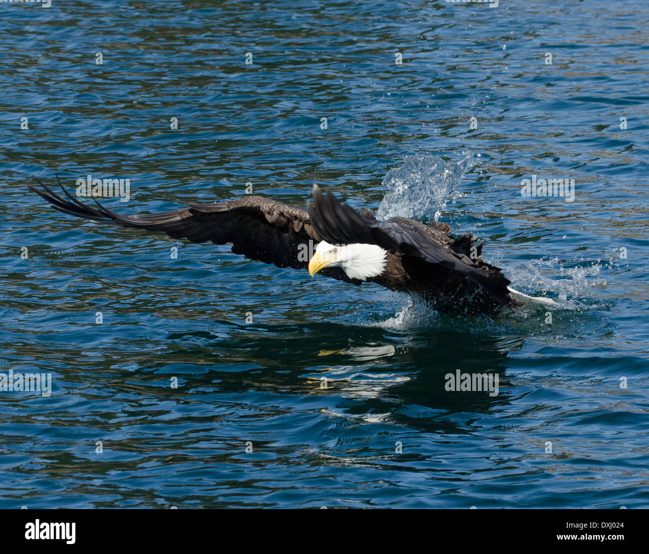 Swooping hi-res stock photography and images - Alamy