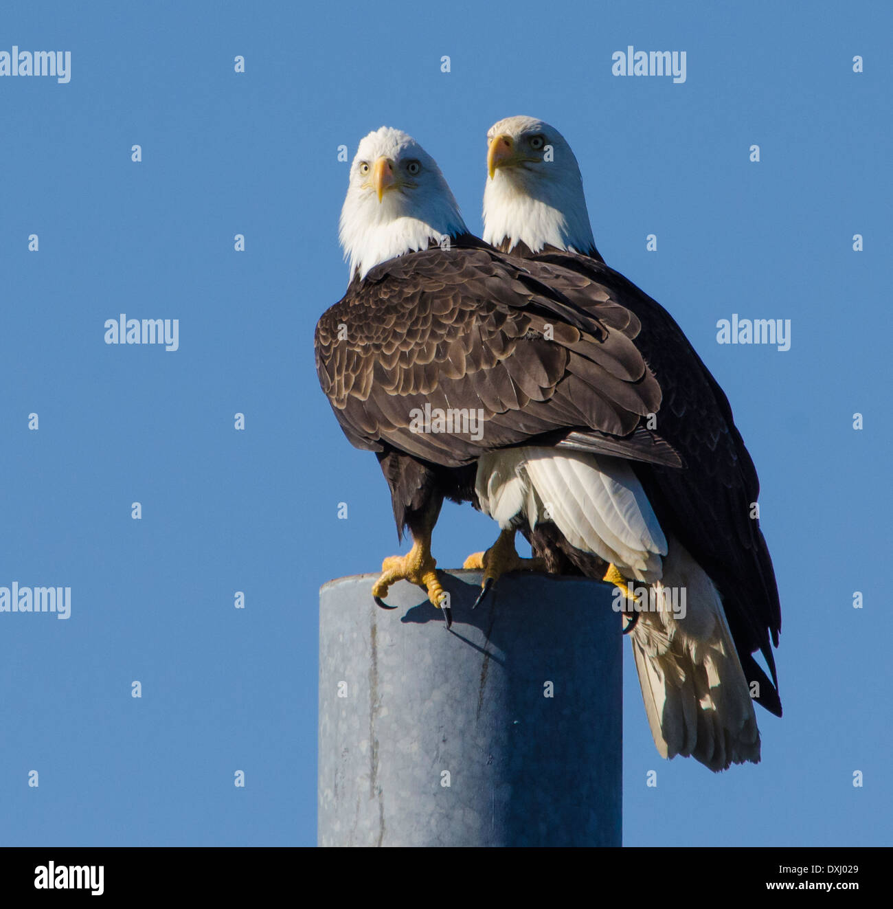 Juneau Alaska Two Bald Eagles on post Stock Photo - Alamy