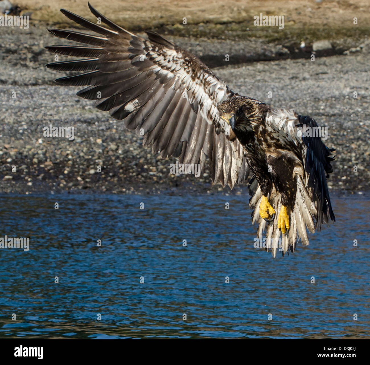 Juneau Alaska Juvenile Bald Eagle flying above water Stock Photo - Alamy