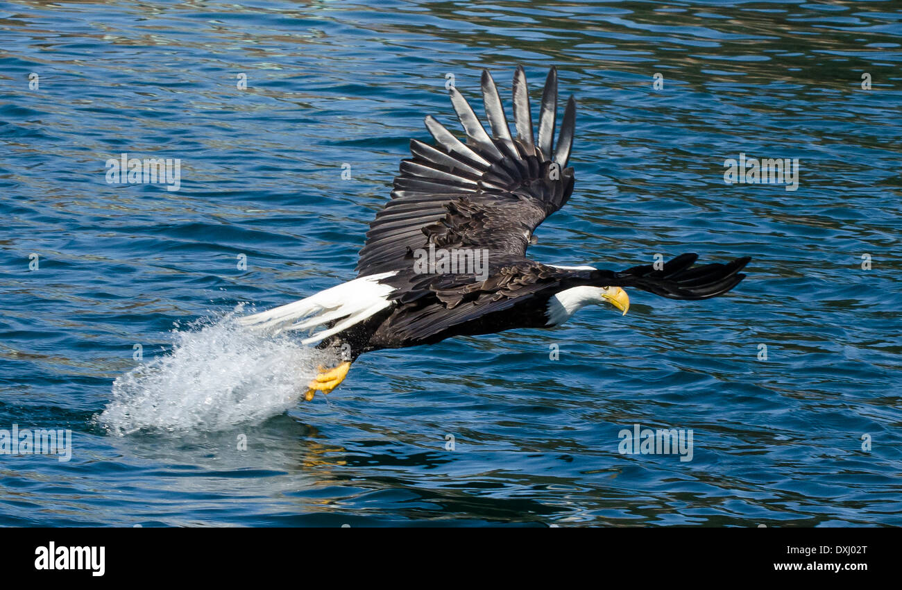 Eagle grabbing fish hi-res stock photography and images - Alamy