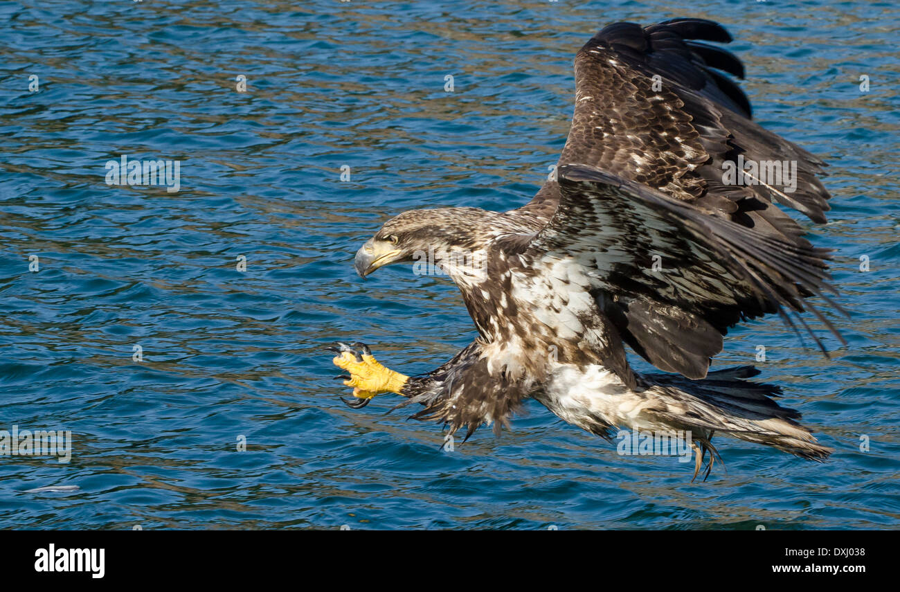 Swooping hi-res stock photography and images - Alamy